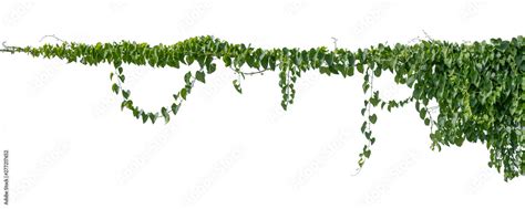 Plant Vine Green Ivy Leaves Tropic Hanging Climbing Isolated On White