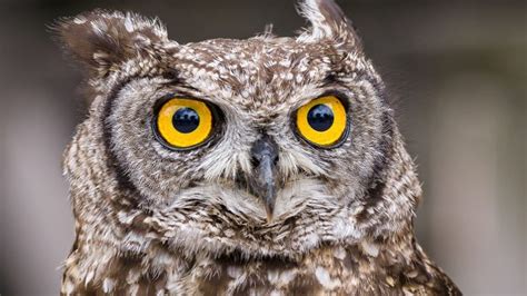 Vystrašená Sova Dala Zachránci Najevo Své Pocity To Musíte Vidět