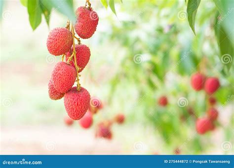 Fresh Ripe Lychee Fruit Hanging On Lychee Tree In Morning Garden Stock