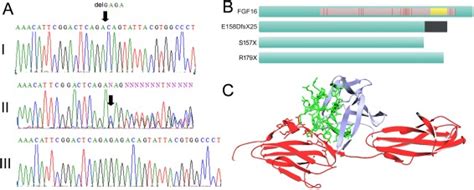 A Electropherograms Of The Frameshift Mutation Detected In The Fgf16 Download Scientific