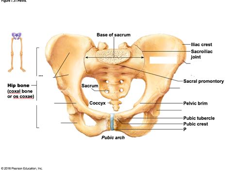 Pelvis Diagram Quizlet