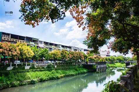 屏東景點萬年溪畔台灣欒樹換妝盛開讓溪畔充滿了浪漫風情 阿婷的旅行札記