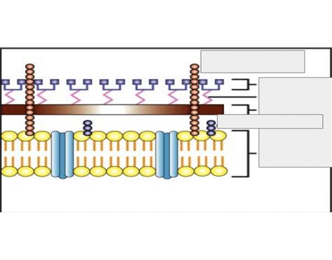 Mycobacterium Structure Quiz