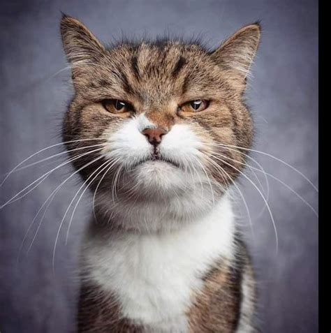 The Cat Speaks English👋🏻🔊 Cat Catsoftiktok Catlover Funny