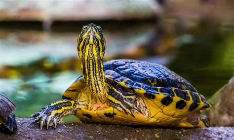 18 Colors Of Turtles Rarest To Most Common