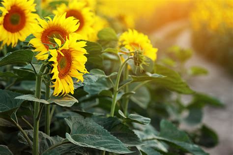 석양의 빛에 노란 해바라기 밭의 전망 일몰과 꽃이 만발한 초원이있는 아름다운 여름 풍경 풍부한 수확 해바라기 기름과 씨앗 생산의