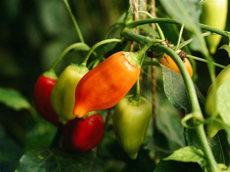 Semillas y una maceta lo que necesitas para cultivar ají en casa