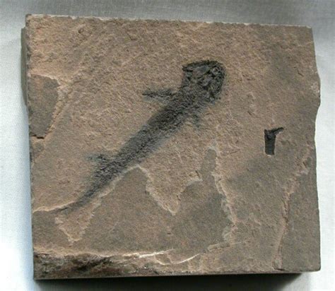 B C The Chemistry Of Fossils