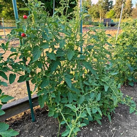 How To Propagate Tomato Plants From Cuttings 5 Easy Steps
