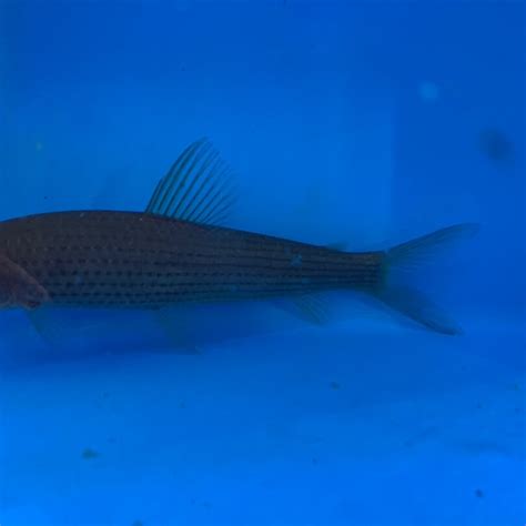 Red Leporinus For Sale Exotic Fish Shop 774 400 4598