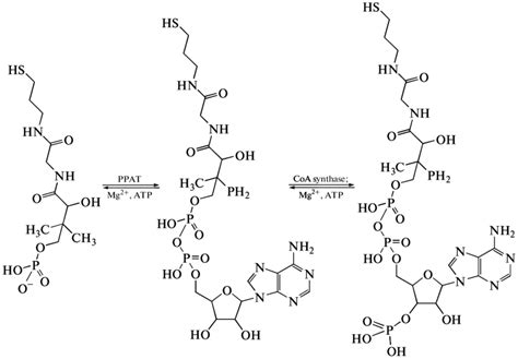 Two Final Steps Of The Coenzyme A Biosynthesis The Ppatcatalyzed Download Scientific Diagram