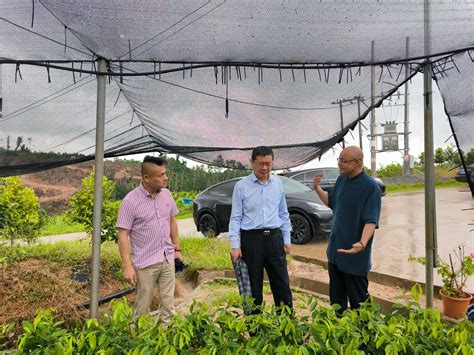 海南省政协副主席、民革海南省委主委陈马林到海南大观沉香公司琼中基地调研新闻资讯新闻动态海南大观沉香产业发展有限公司