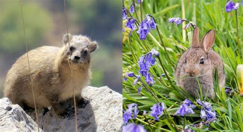 בין שפנים לארנבונים מדע גדול בקטנה מדע גדול בקטנה