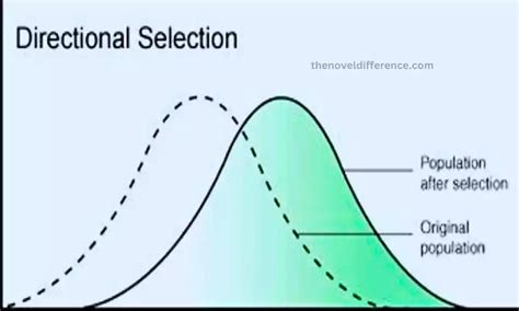 Difference Between Directional And Disruptive Selection The Novel