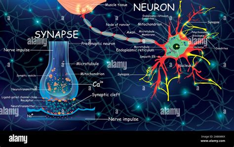 Synapse Brain Diagram