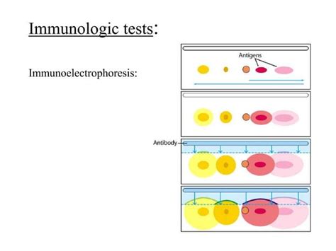 Antigen Antibody Interaction Ppt
