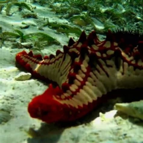 Florida Starfish Species Identification How To Identify 8 Beautiful