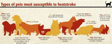 How Do I Know If My Dog Has Heat Stroke Pernas Pet Care Dog