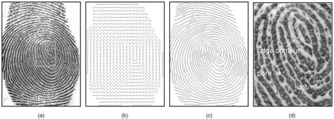Minutiae Based Fingerprint Extraction And Recognition Intechopen