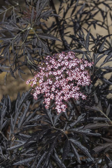 Black Elder Wykeham Mature Plants