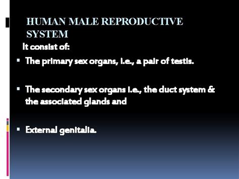 Human Male Reproductive System It Consist Of The