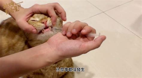 吃藥都像被虐待3訣竅快速餵膠囊 奴才必備技能再1！ Ettoday寵物雲 Ettoday新聞雲