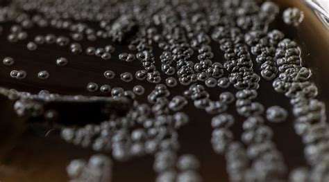 Scientists Create Yeast That Excretes The Chemicals Inside Cannabis Grow