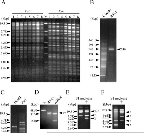Genomic Analysis Of R Solanacearum Phages A Dsdna Isolated From Download Scientific Diagram