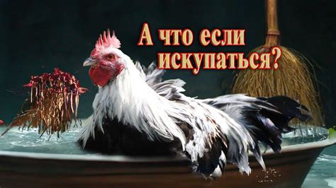 Обустройство курятника Зольная ванна для кур в зимнее время Youtube