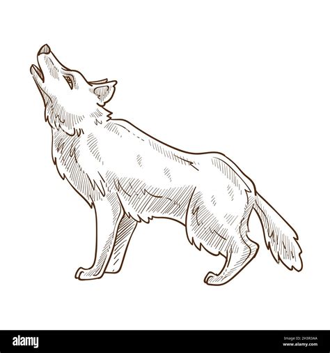 Wild Animal Wolf Howling At Moon Isolated Sketch Stock Vector Image