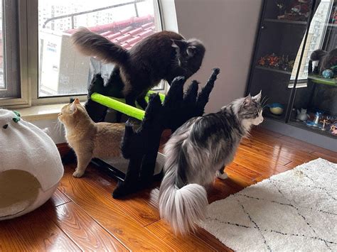 Halloween Gothic Cat Bed Hammock Green Scratching Board Mewcats