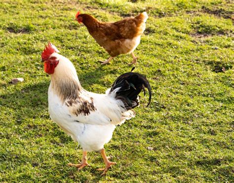 Cathartic Computing Club On Linkedin The Coq Proof Assistant