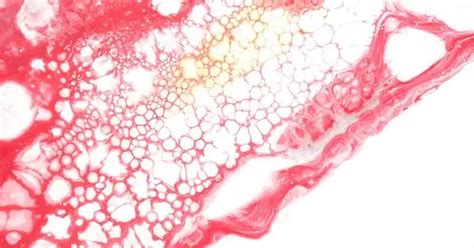 Tissue Bioprinting May Become Possible With New Granular Hydrogel