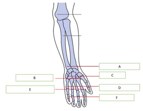 Prosthetics 4 Flashcards Quizlet