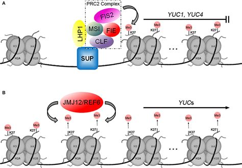 Frontiers The Roles Of Epigenetic Modifications In The Regulation Of