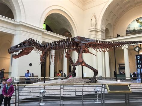 The Largest Complete T Rex Skeleton Found And It Is At At Our Field
