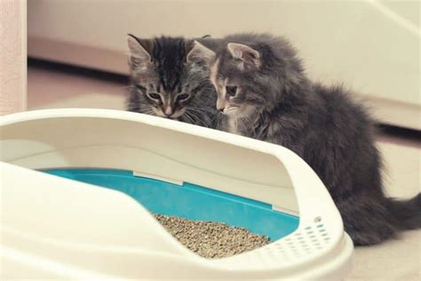Do Feral Cats Know How To Use A Litter Box Answered Litter Boxes