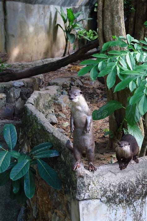Mongoose Stock Image Image Of Snack Mongoose Small 57404647