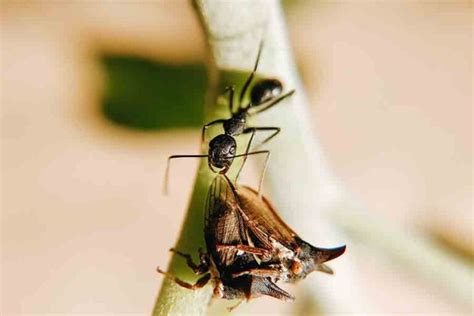 Why Do Ants Bite And Sting And Do They Bite Humans