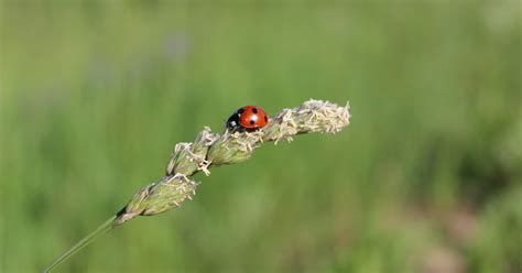 Spiritual Meaning Of Ladybug Understanding The Symbolism