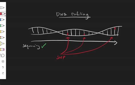 Short Tandem Repeat Analysis Is Used For Dna Profiling Short Tandem Repeats Strs Are