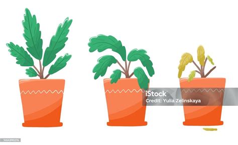 Set With Plant Wither Process In Cartoon Style Stock Illustration
