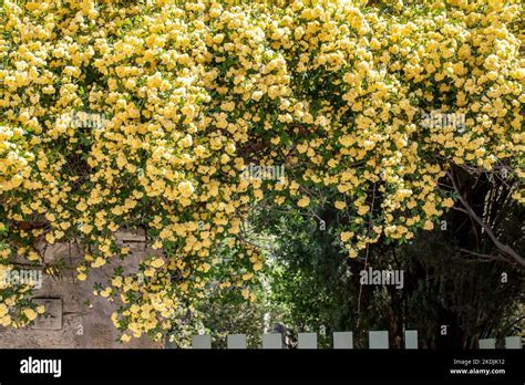 Banks' rose (Rosa banksiae) 'Lutea' blooming at a garden entrance, Gard ...