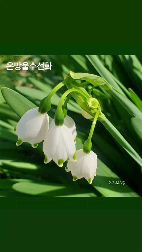 천영환 봄을 알리는 여러 꽃들 중 가장 먼저 떠오르는 꽃 중의 하나인 노란 개나리가 꽃잎을 열었다 보통 3월에 피어 4월에