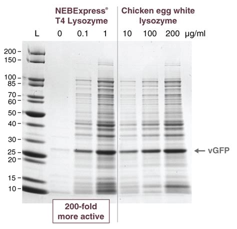 Nebexpress® T4 Lysozyme Neb