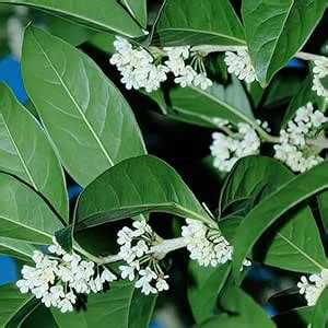 Osmanthus Fragrans Plant Seeds Ts For Garden Lovers Garden Plants