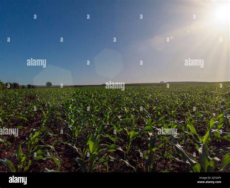 Corn Field Aerial Over The Rows Of Corn Stalks Excellent Growth