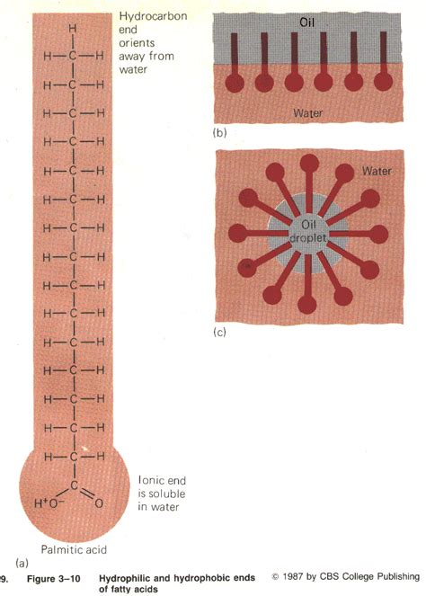 Polarity Of Phospholipids