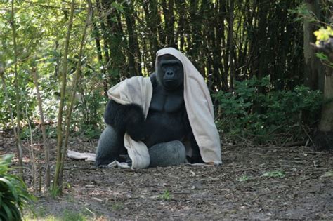 The Sexiest Gorilla In All Of Animal Kingdom Pics