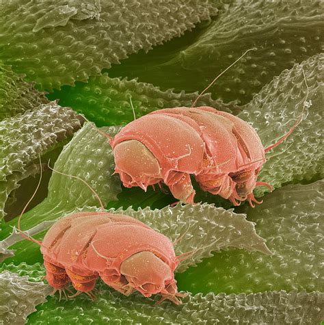 Water Bears Sem Photograph By Power And Syred Fine Art America